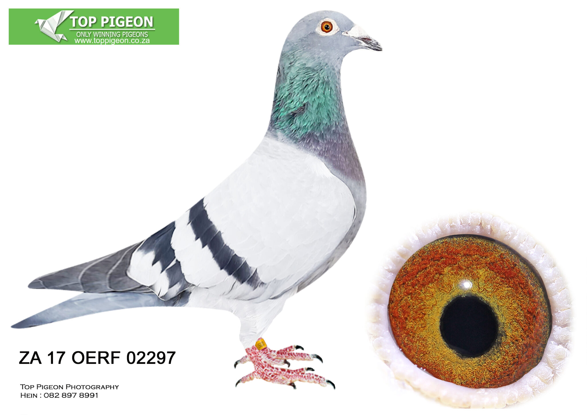 .LOT 1 WITPEN HOKKE ZA 17 OERF 02297 -Six time winner and Federation ...