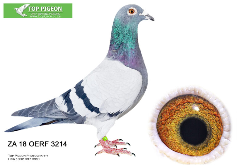 LOT 22 WITPEN HOKKE ZA 18 OERF 3214 -SIRE:ZA 10 THU 04776. Alias ...