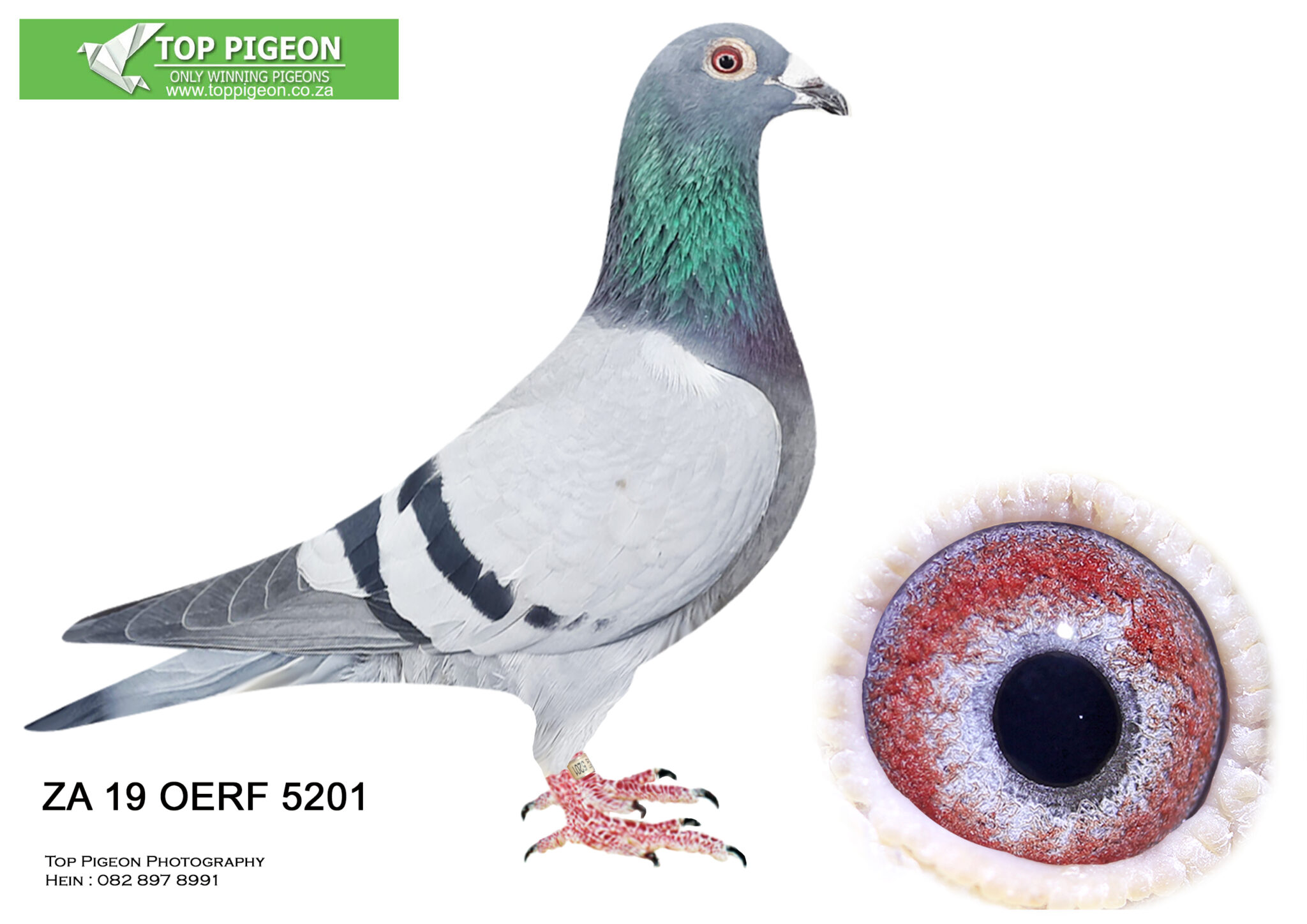 .LOT 4 ROCKET AUCTION – ZA 19 OERF 5201 ——SIRE: ZA 17 OERF 02206. Alias “Successor” Strain ...