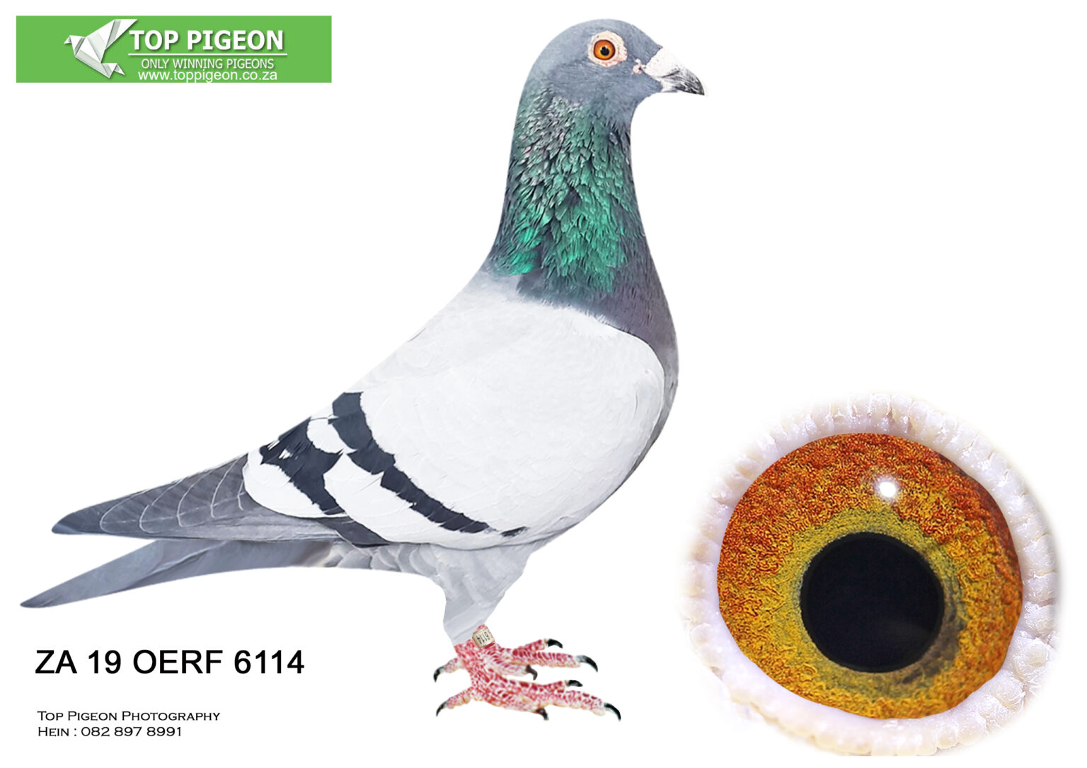 LOT 44 WITPEN HOKKE ZA 19 OERF 6114 -SIRE:ZA 08 24792. Alias “Oden” Son of ‘810’” when mated to ...