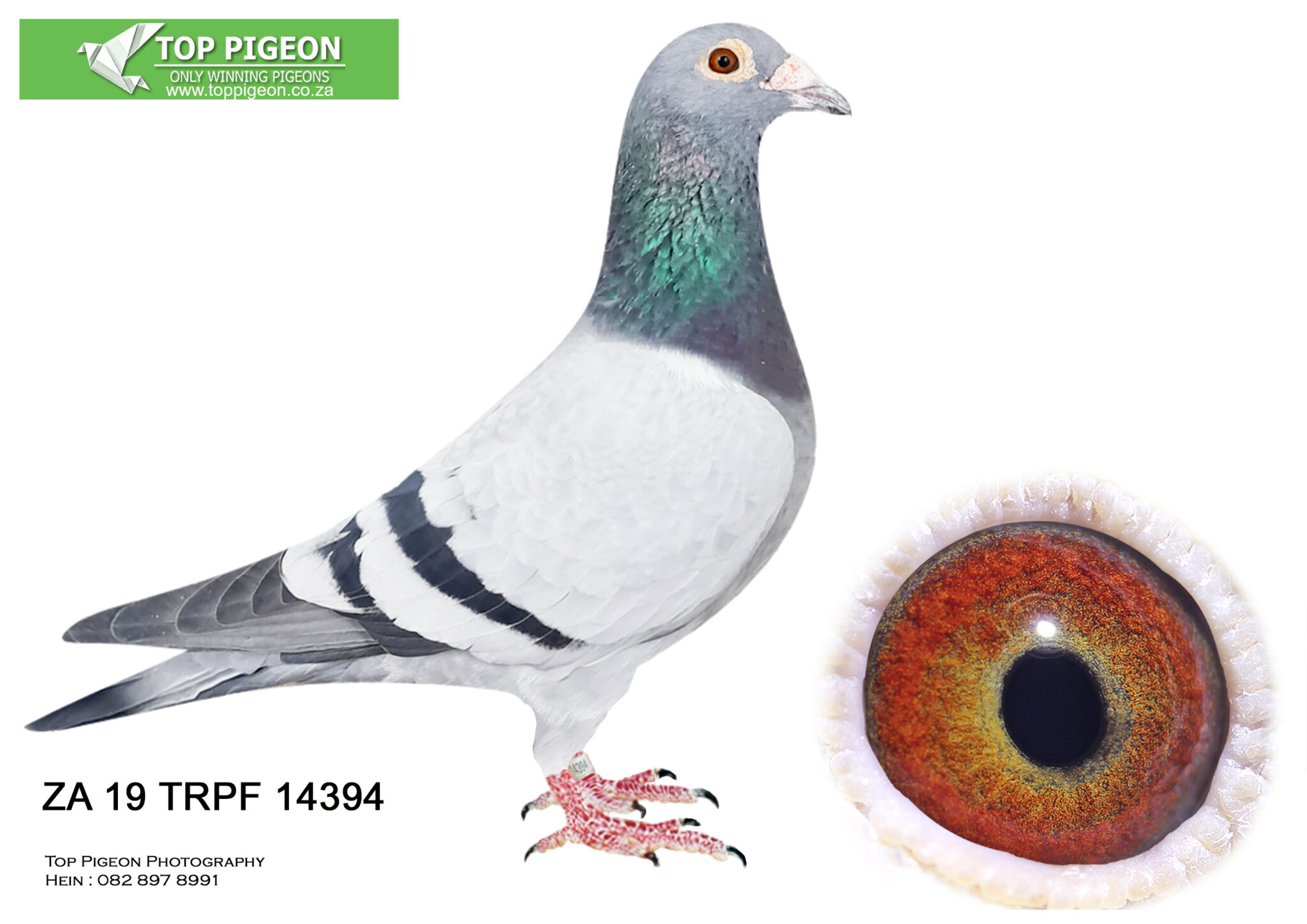 LOT 13 EARLY JULY – ZA 19 TRPF 14394 – SIRE:ZA 10 TRPF 14508. Strain: Van Elsacker X Houben ...