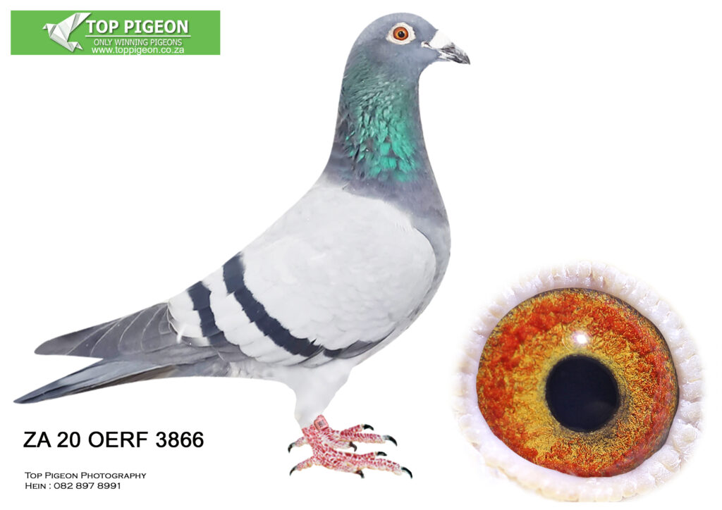 LOT 21 WITPEN HOKKE ZA 20 OERF 3866 -SIRE: ZA 12 GPU 16771 . Alias “”Simply the Best”” He sired ...