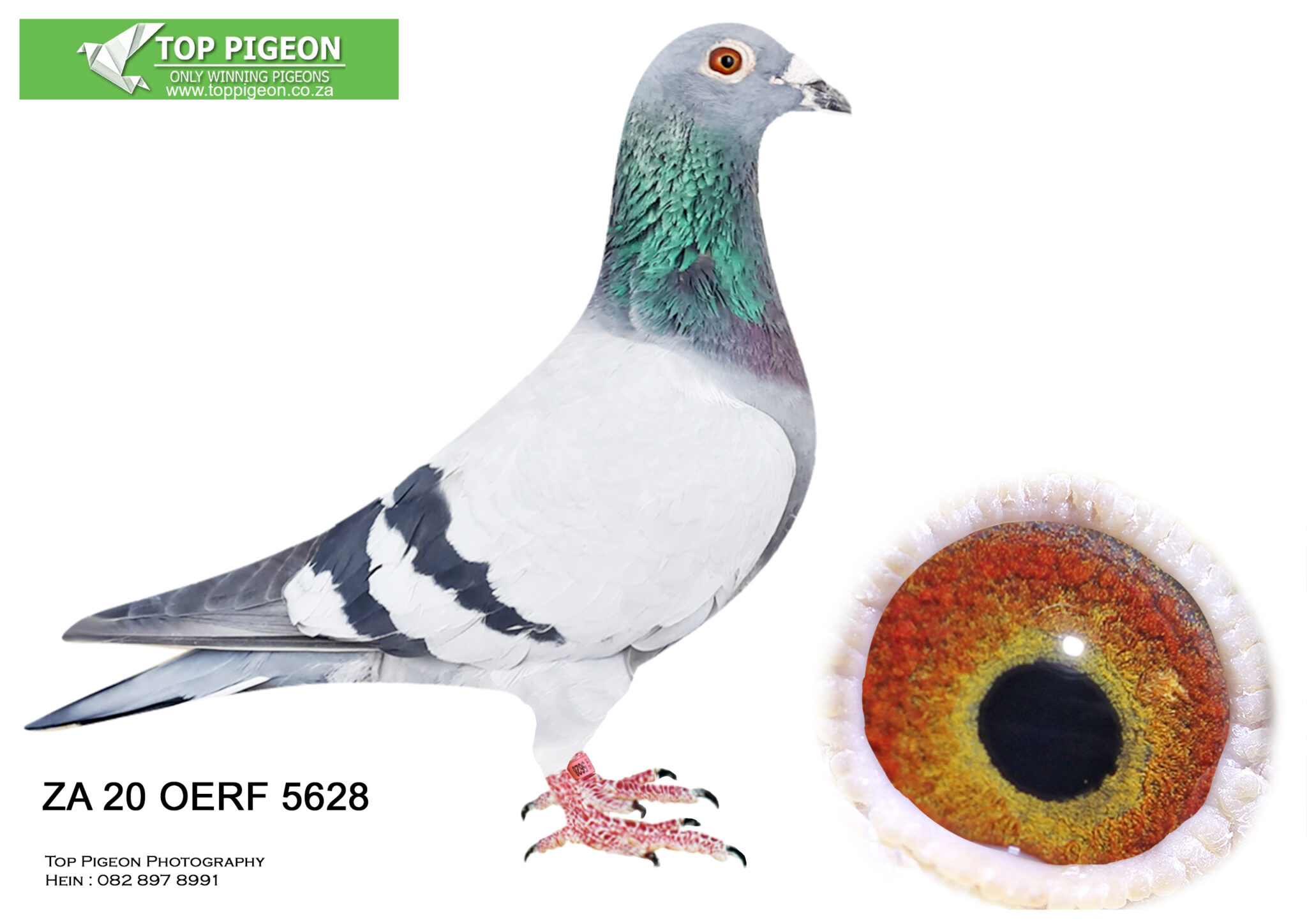 LOT 38 WITPEN HOKKE ZA 20 OERF 5628 -SIRE: ZA 12 GPU 16771 . Alias ...