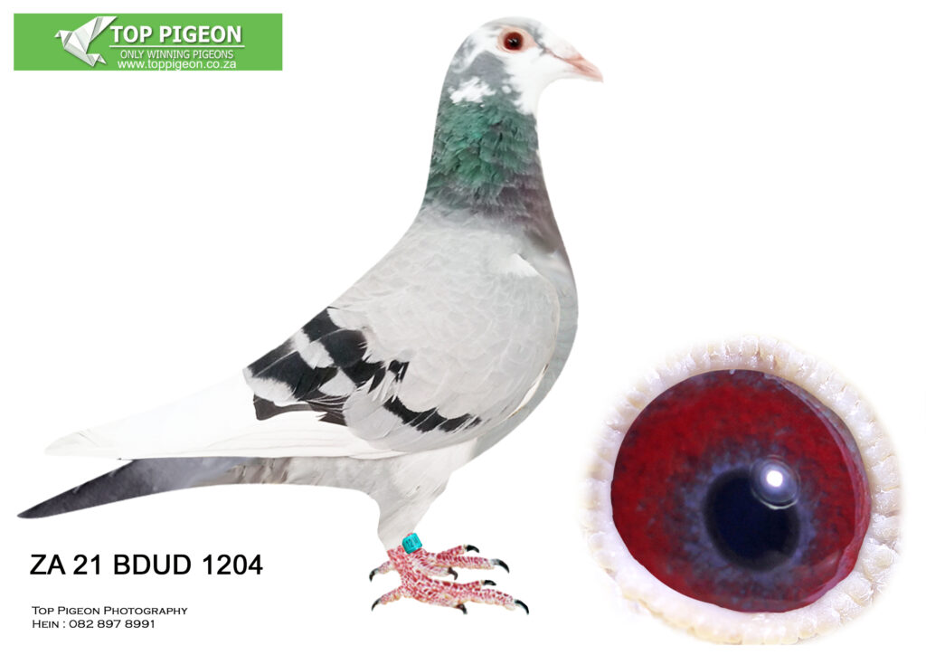 LOT 11 FERDIE COETZER ZA 21 BDUD 1204 —–Ferdie ‘ s Choice !!! . ZA 21 BDUD 1204 is bred of the ...