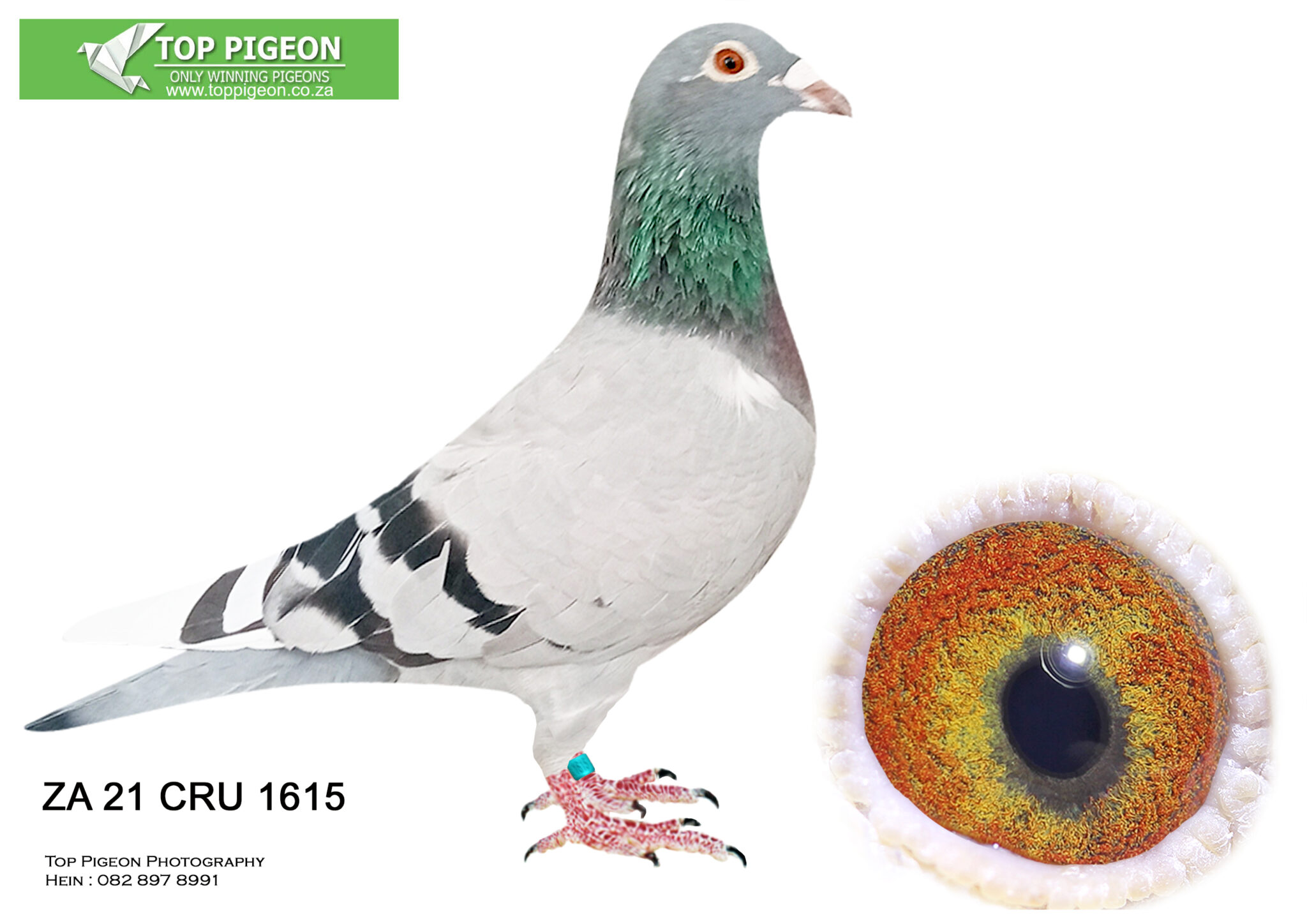 .LOT 9 FERDIE COETZER ZA 21 CRU 1615 —–ZA 21 CRU 1615 is the splitting image of her grandma on ...