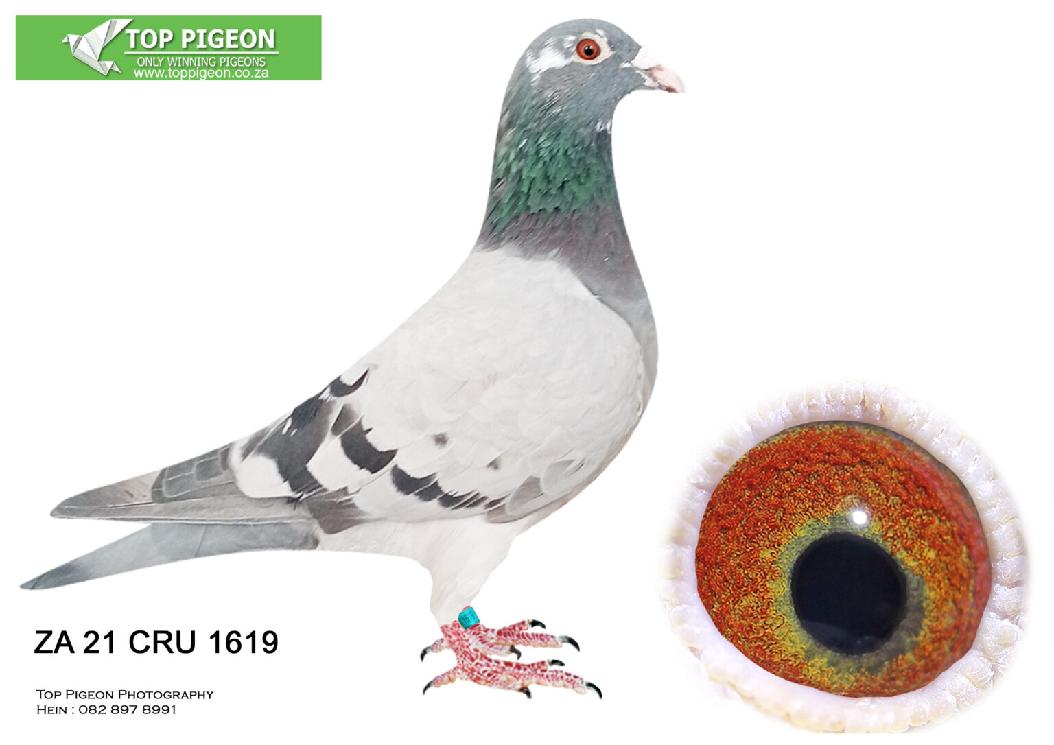 LOT 10 FERDIE COETZER ZA 21 CRU 1619 ——Medium size beautiful BBP cock . His pedigree consist of ...