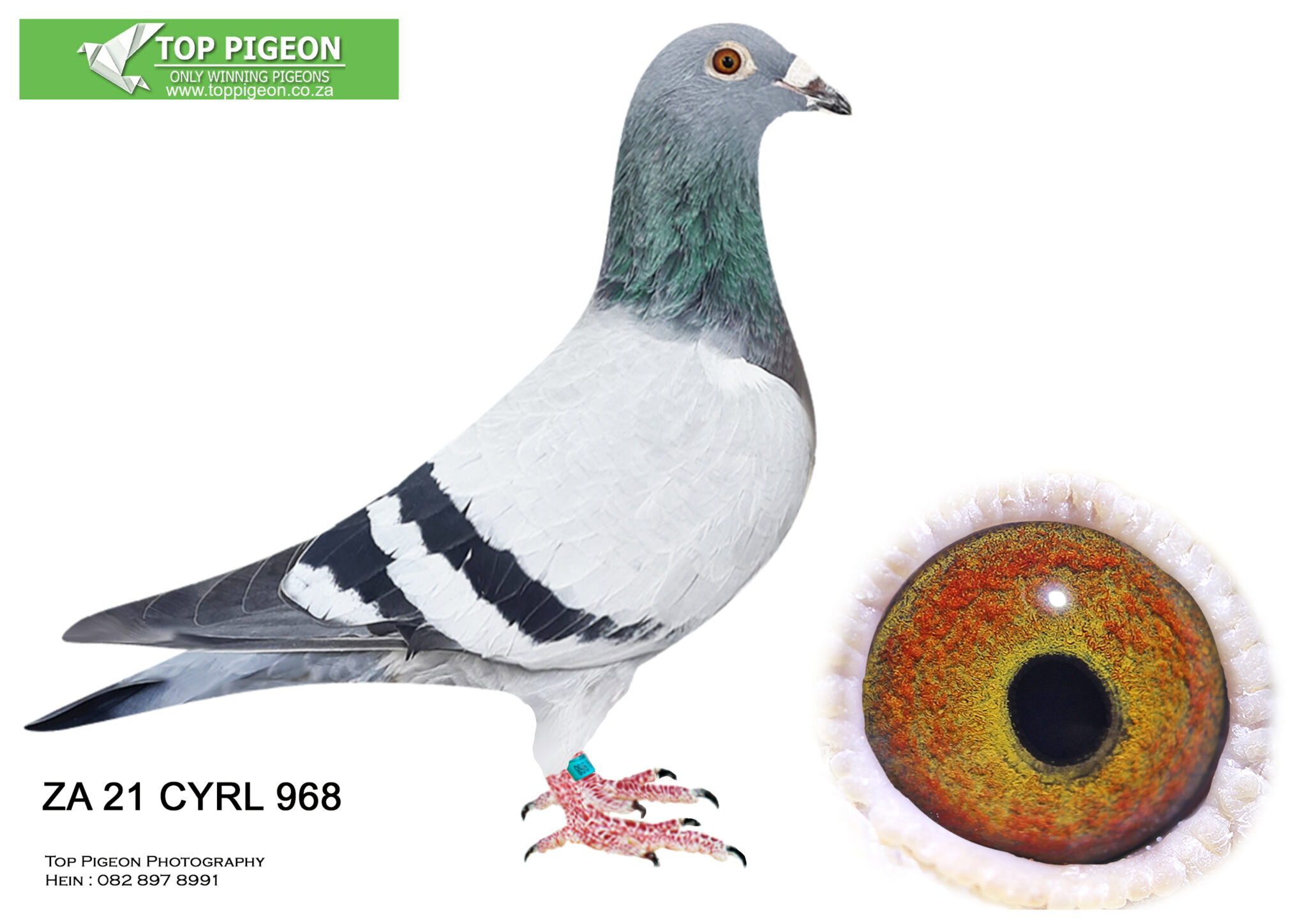 .LOT 9 ROCKET AUCTION – ZA 21 CYRL 968 -SIRE:SANPO 16 OERF 06908. Alias ...