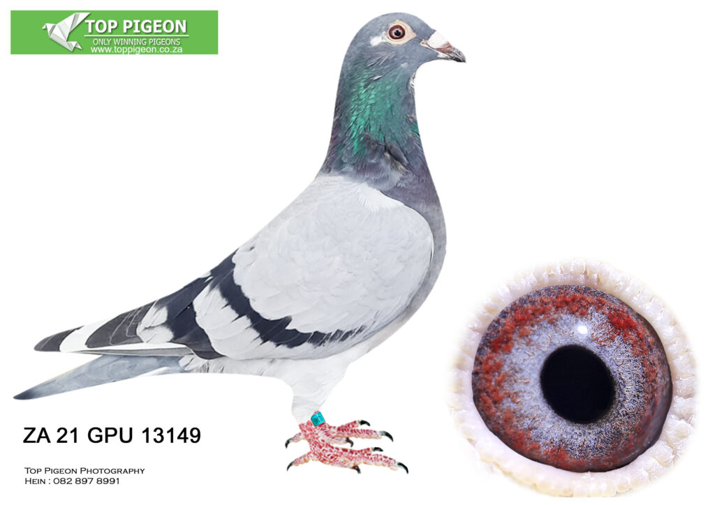 LOT 34 WITPEN HOKKE ZA 21 GPU 13149 -Bred from full brother to sister ...