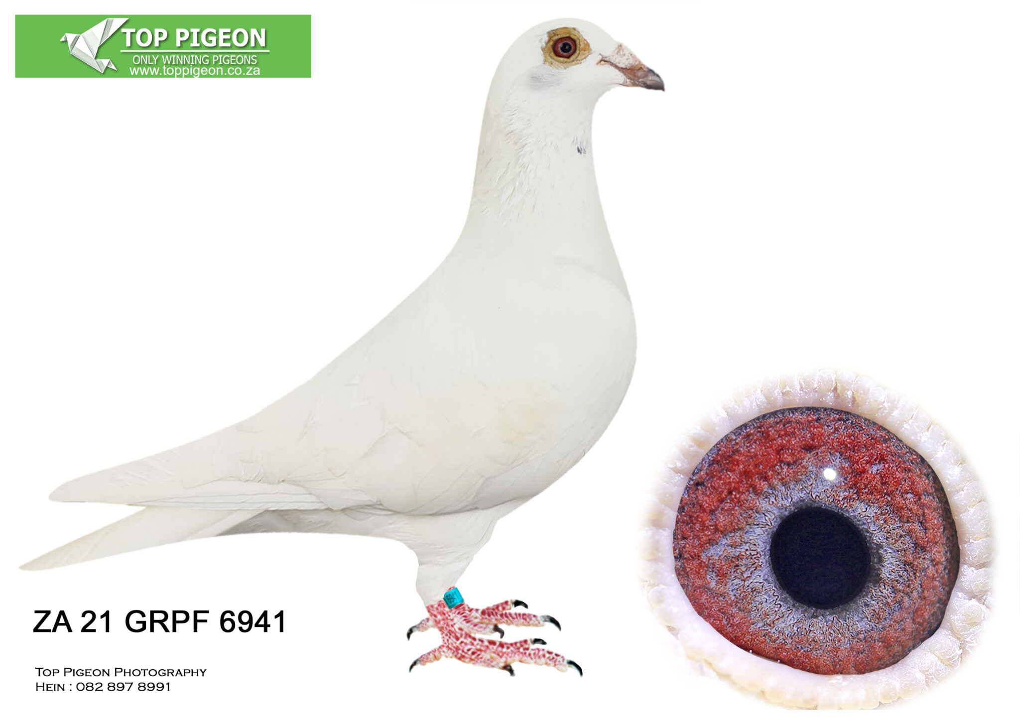 .LOT 3 END APRIL ZA 21 GRPF 6941 -SIRE:SNWF 16 3290. Color: WHITE ...
