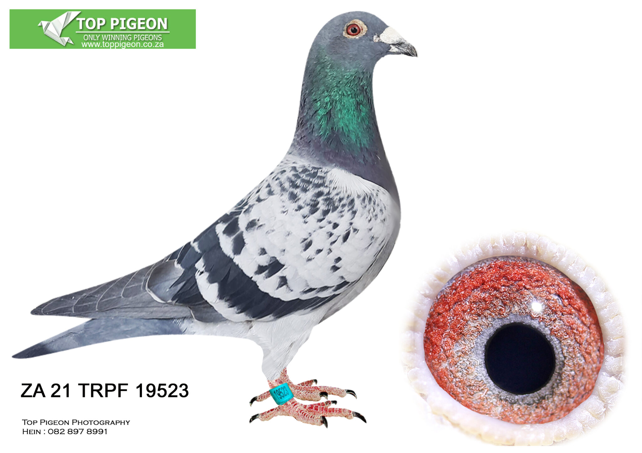 LOT 12 END APRIL ZA 21 TRPF 19523 -SIRE: ZA 16 TRPF 1953 . Flor Engels / Tom Lock . This cock ...