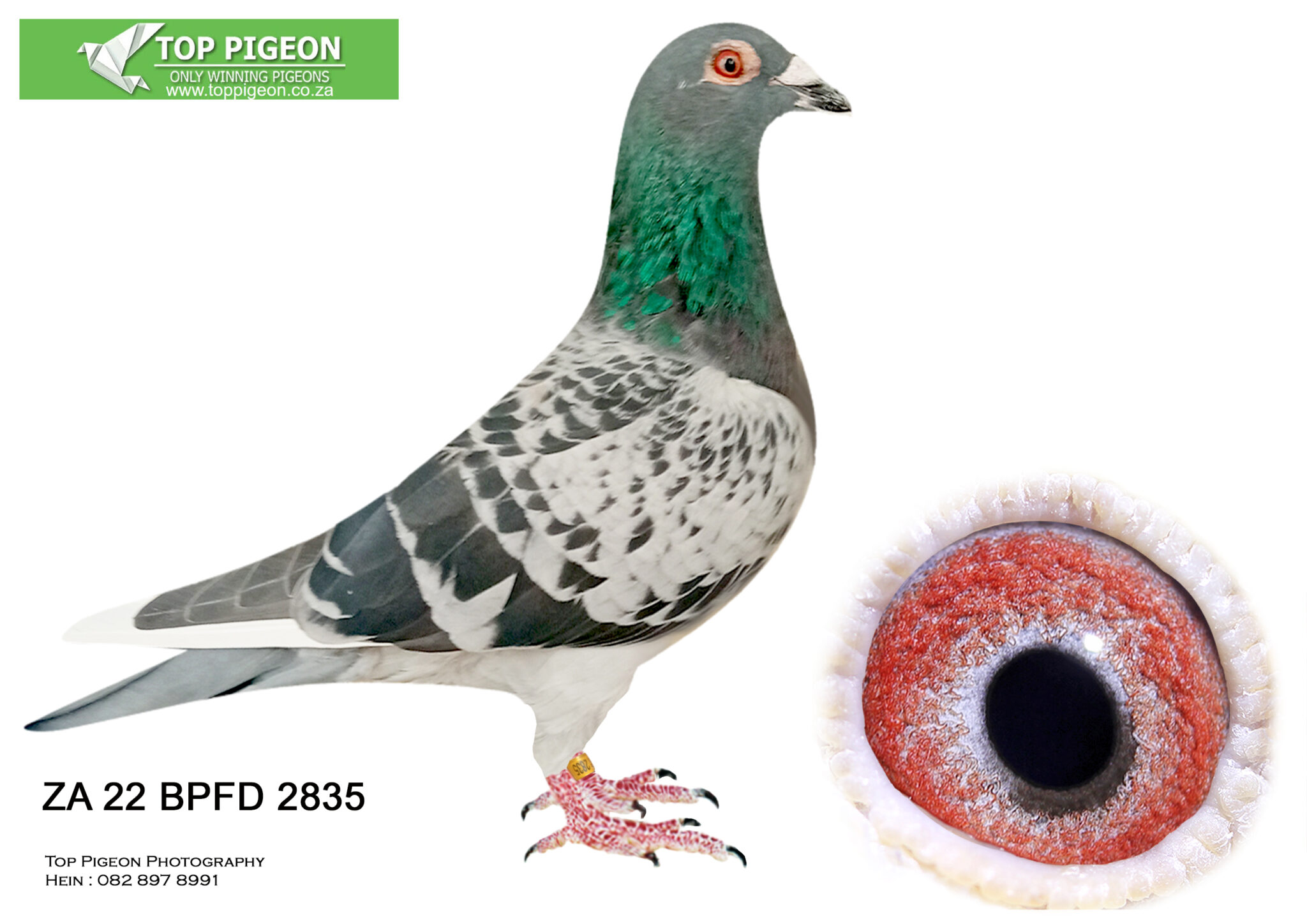 LOT 12 EARLY APRIL ZA 22 BPFD 2835 ——SIRE:NL 17-1411193 C “OLYMPIC NEW ...