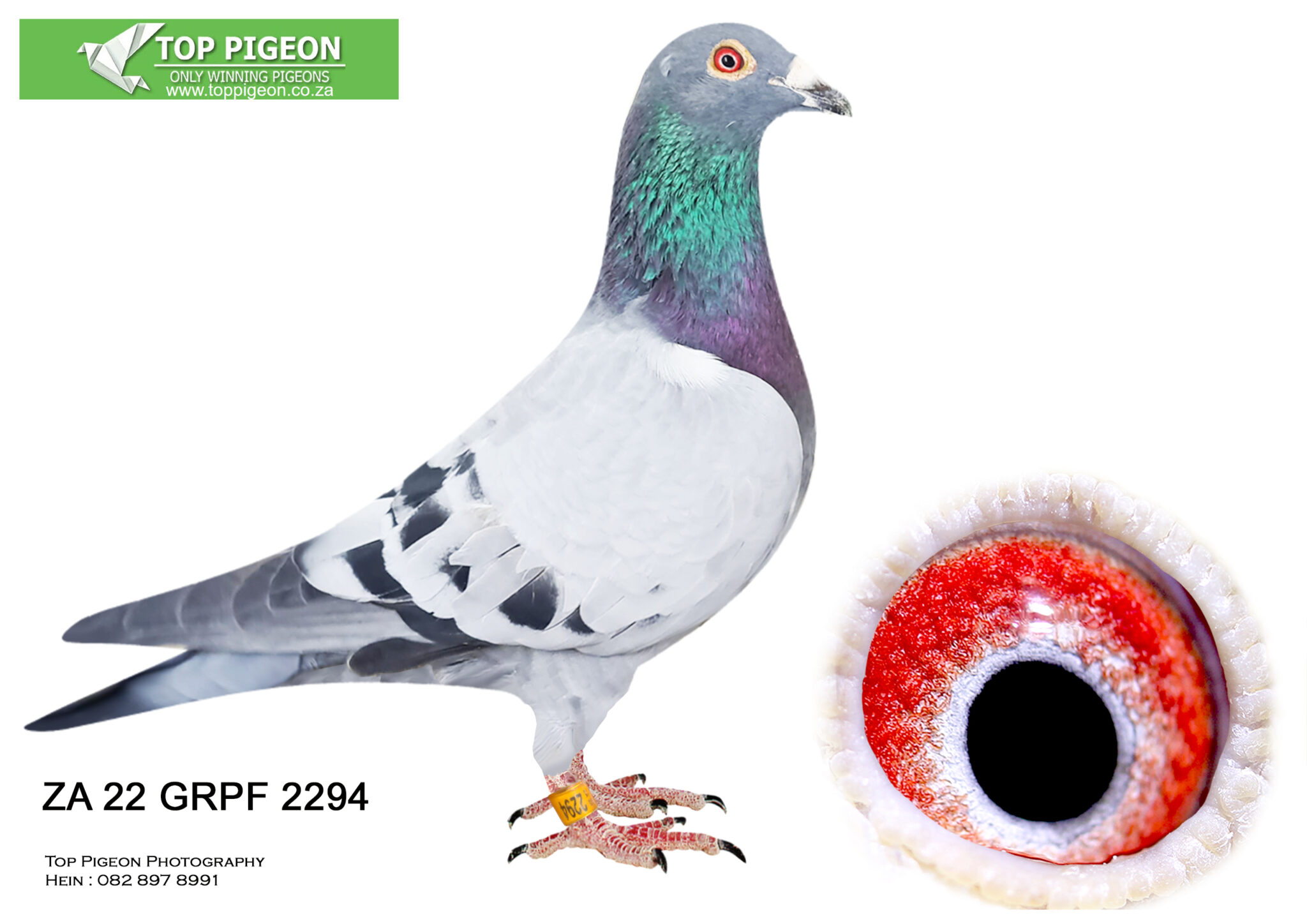 LOT 25 ROCKET AUCTION – ZA 22 GRPF 2294 -SIRE: NDKD 20 1110, HOOYMANS KAASBOER.————-DAM: ZA 18 ...