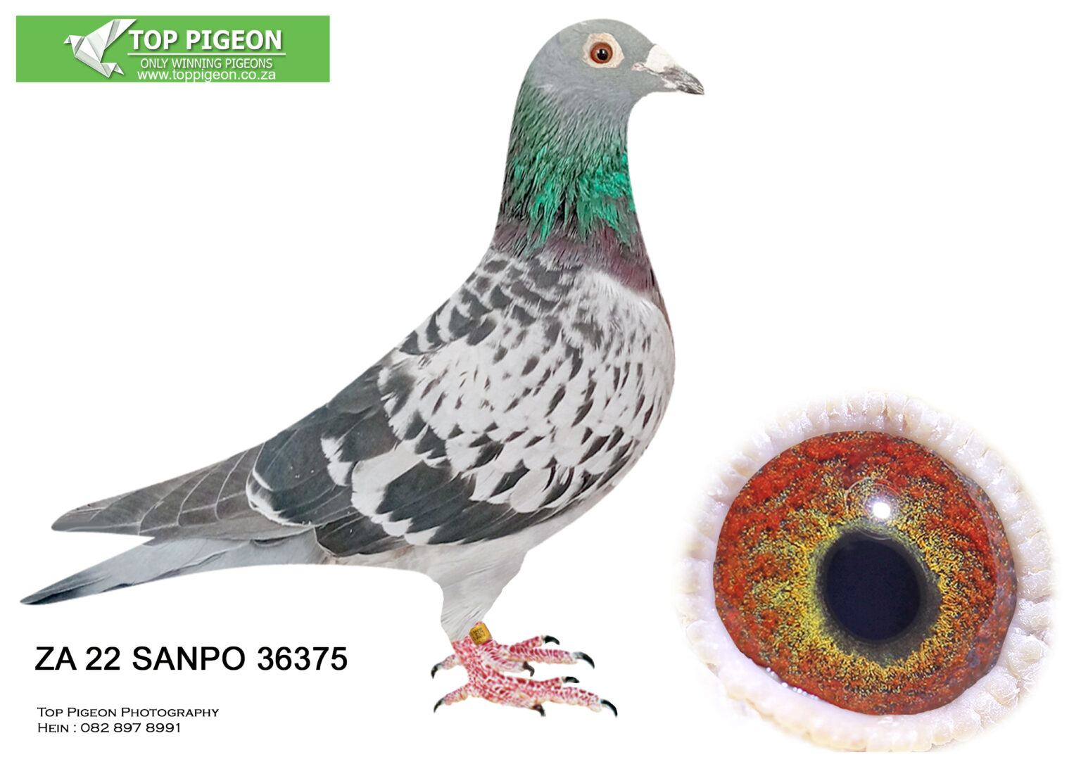 LOT 10 EARLY APRIL ZA 22 SANPO 36375 -SIRE:TR TR-18-075679 C * PORSCHE ...