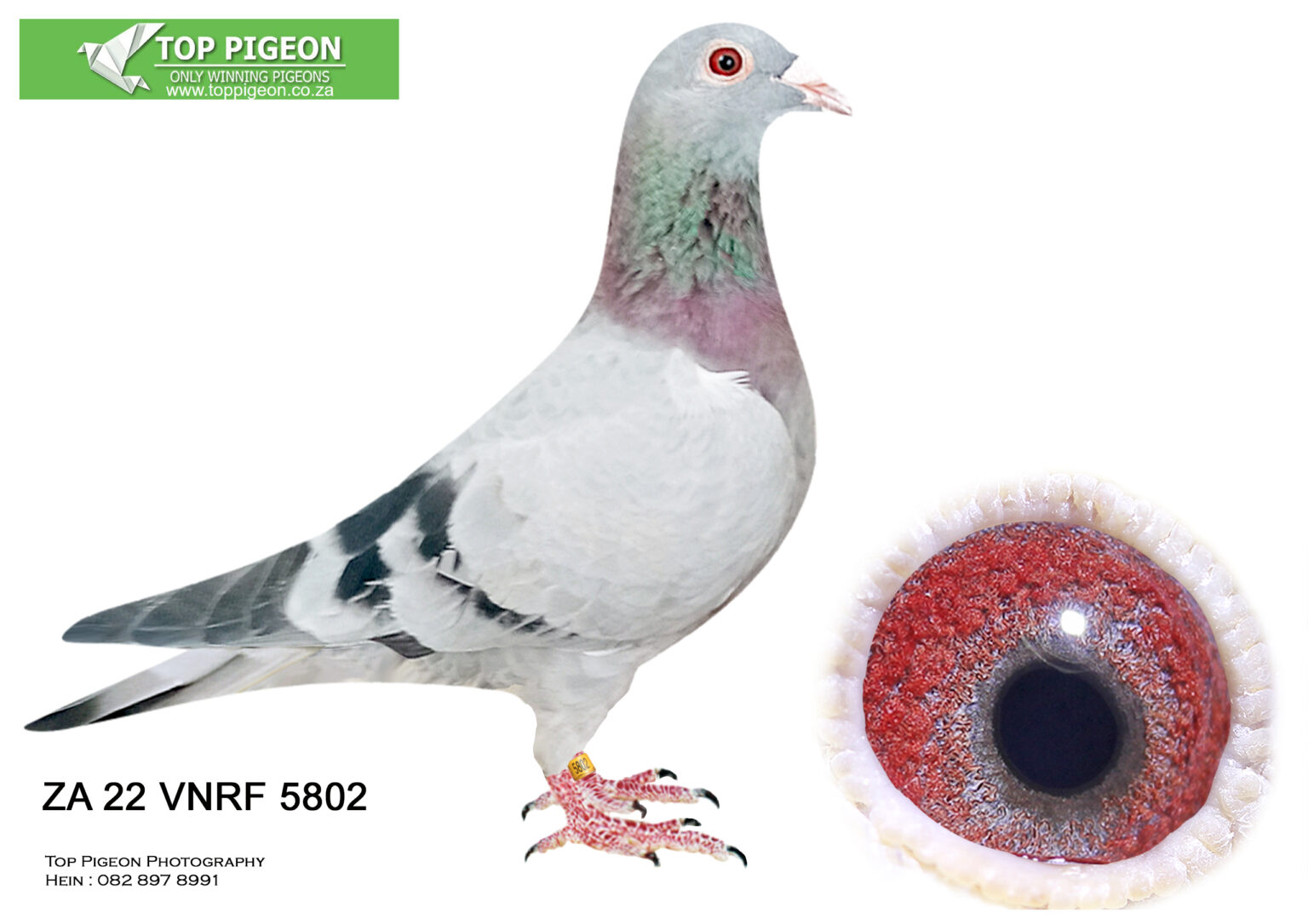 .LOT 4 FERDIE COETZER ZA 22 VNRF 5802 -Beautifull Schalie hen bred from the Wolfhound Blou Bul ...