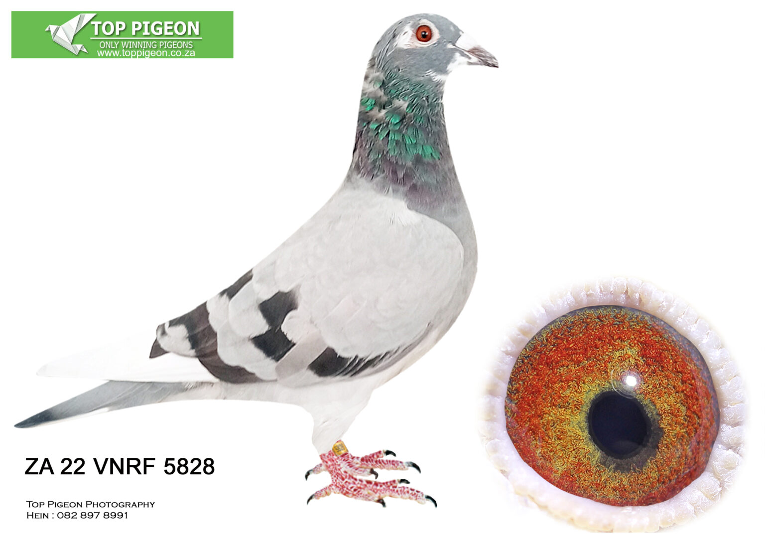 .LOT 8 FERDIE COETZER ZA 22 VNRF 5828 —–Medium to small hen line bred to the Blou Bul / Spritzy ...