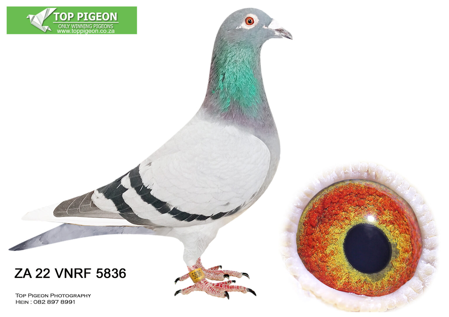 .LOT 7 FERDIE COETZER ZA 22 VNRF 5836 —-Father to daughter Blou Bul gold . Some seriously good ...