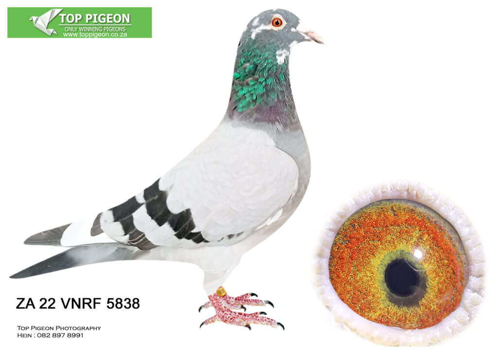 LOT 12 FERDIE COETZER ZA 22 VNRF 5838 —–This BBPD cock is linebred to the famous Twilight ...