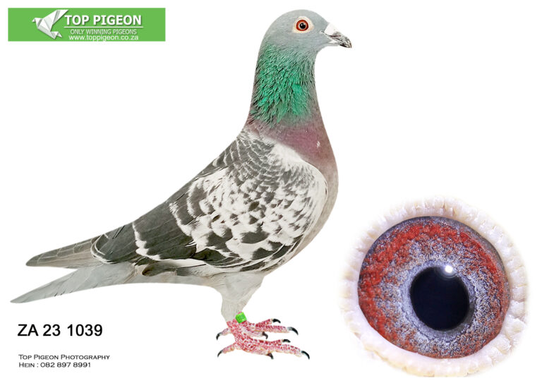 LOT 15 EARLY APRIL ZA 23 1039 –SIRE:TR TR-18-075679 C * PORSCHE 679 ...