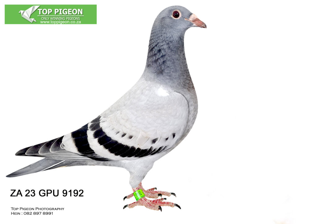 .LOT 1 BENEKE LOFTS – ZA 23 GPU 9192 BBAR – RELATED TO CAPETOWN INT OLR WINNER SOLD R73500.00 ...