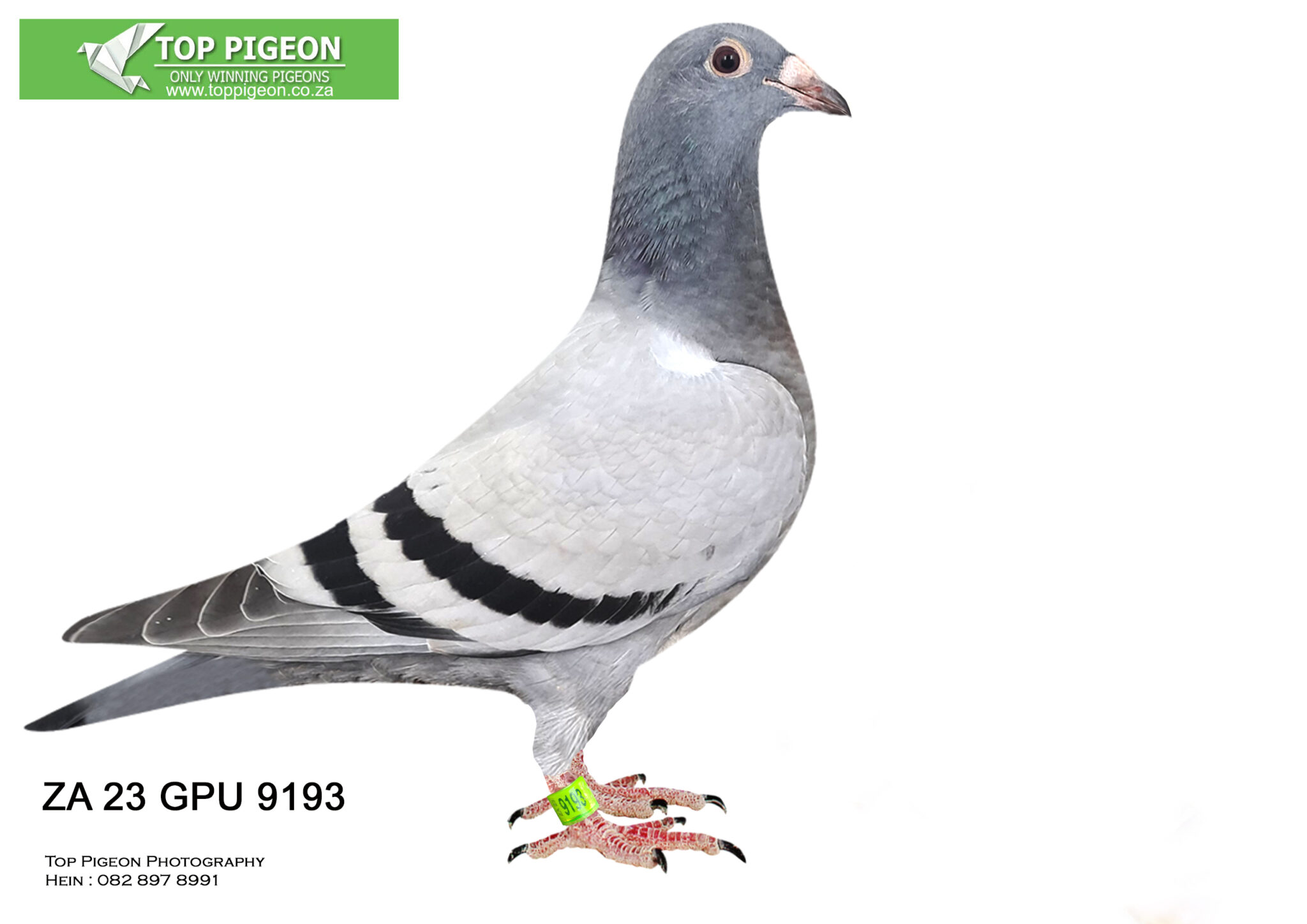 LOT 11 MID MAY – ZA 23 GPU 9193 BBAR – RELATED TO CAPETOWN INT OLR WINNER SOLD R73500.00 AND ...