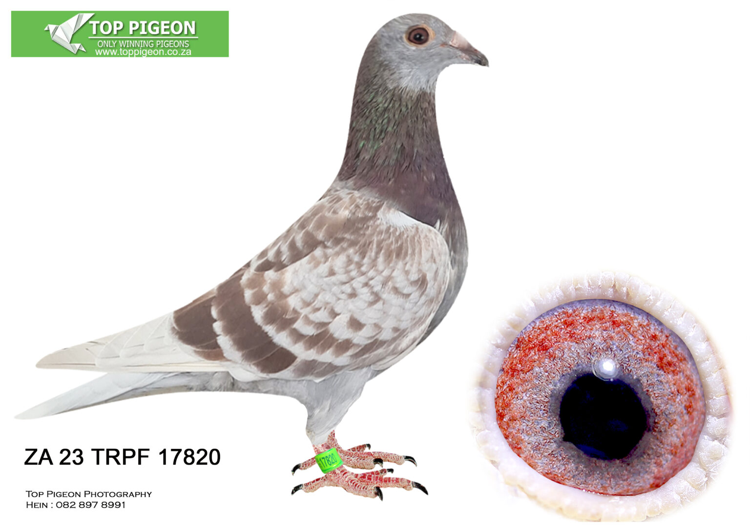 LOT 22 END APRIL ZA 23 TRPF 17820 -SIRE: TRPF 20653 15.Strain: TOM LOCK KOOPMAN PRANGE Color ...