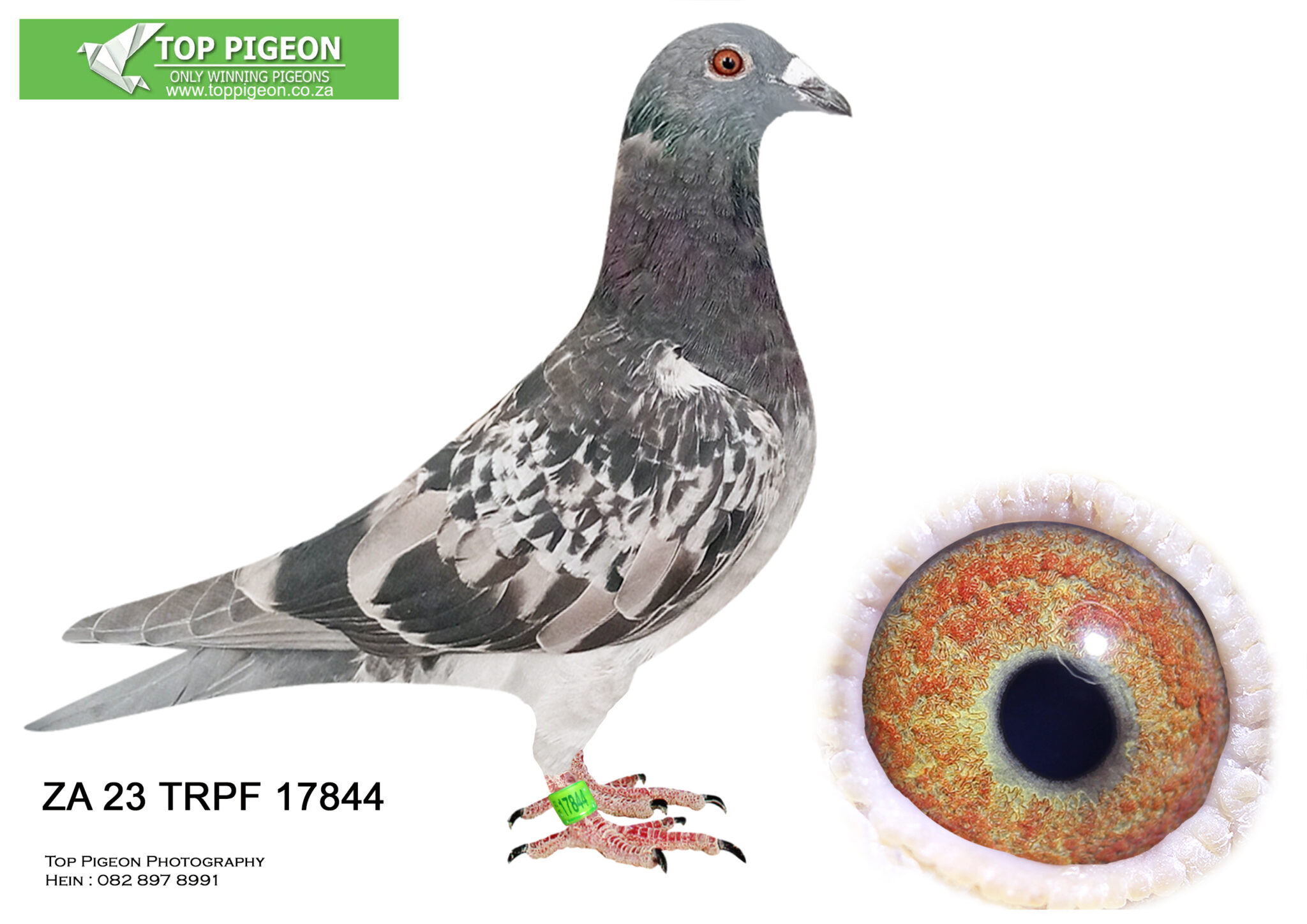 LOT 32 ROCKET AUCTION –ZA 23 TRPF 17844 —–SIRE:ZA DPL 68-2022 BC ½ Sibling to ‘Flips Lass ...