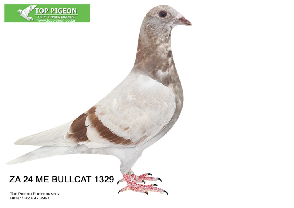 .LOT 6 MIKE ENGELBRECHT ZA 24 BULLCAT 1329 -SIRE:DV 06395-21-557 ...