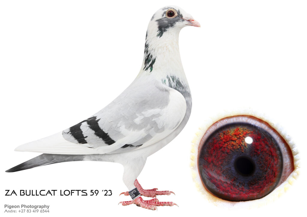 .LOT 1 FERDIE COETZER ZA 23 GPU 3665 -Medium size perfect handling Mealy Best Kittel cock ...