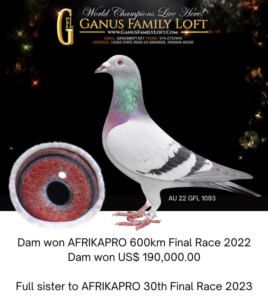 .LOT 1 MIKE GANUS – AU 22 GFL 1093 BBAR –FULL SISTER FLEW 30TH FINAL ...