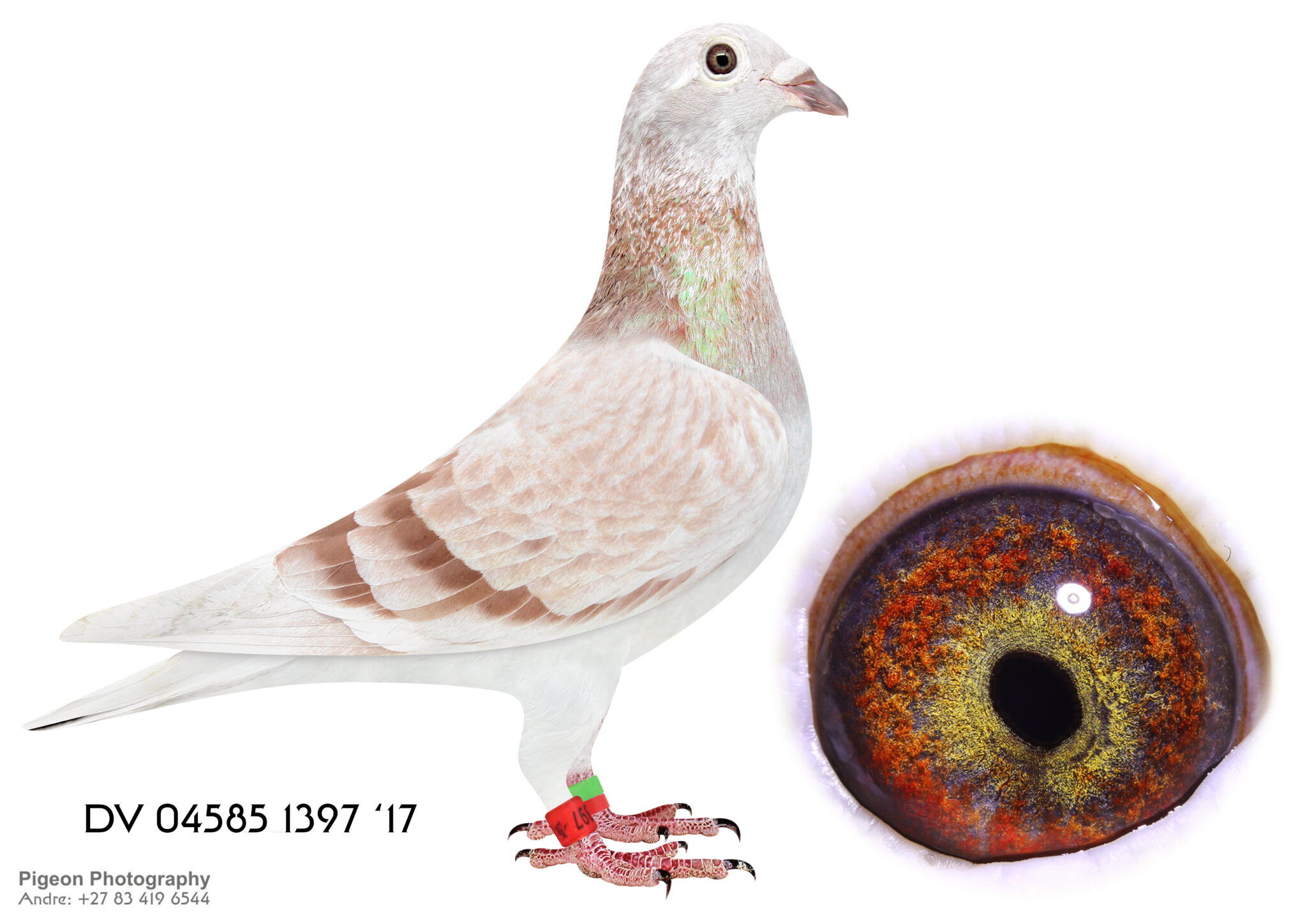 .LOT 1 MIKE ENGELBRECHT ZA 23 BORD 4815 —-Brother/sister mating. Sires ...