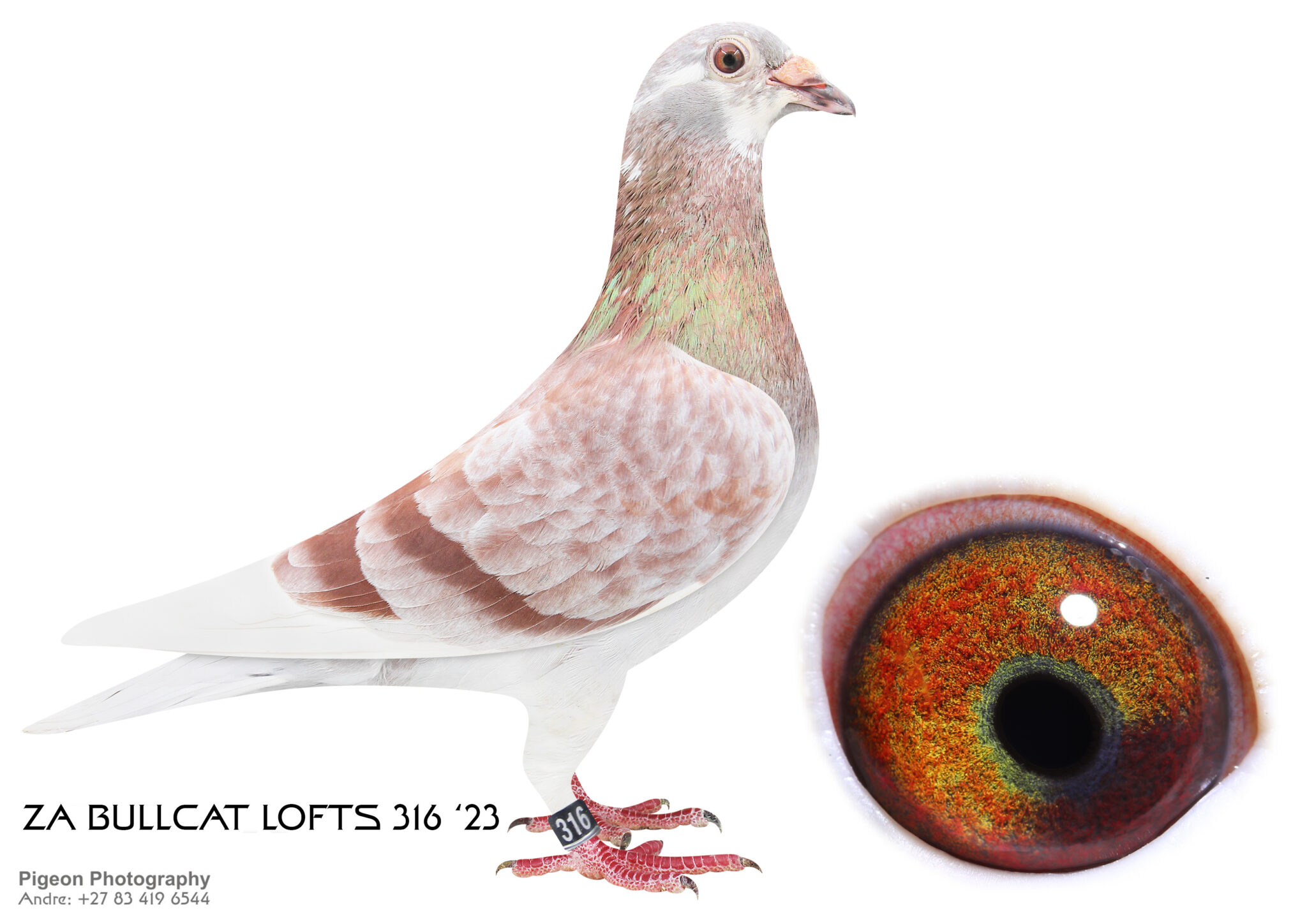 .LOT 1 MIKE ENGELBRECHT ZA 23 BORD 4815 —-Brother/sister mating. Sires ...