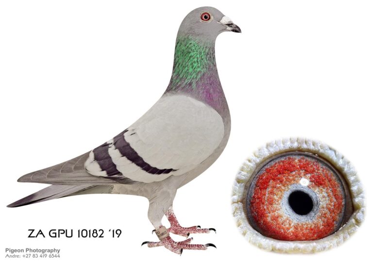 LOT 14 DANIE SCHOLTZ / JACO FAUL – ZA GPU 10182 ’21 -SIRE: ZA 12 THU 17902. BRED DIRECTLY OUT OF ...