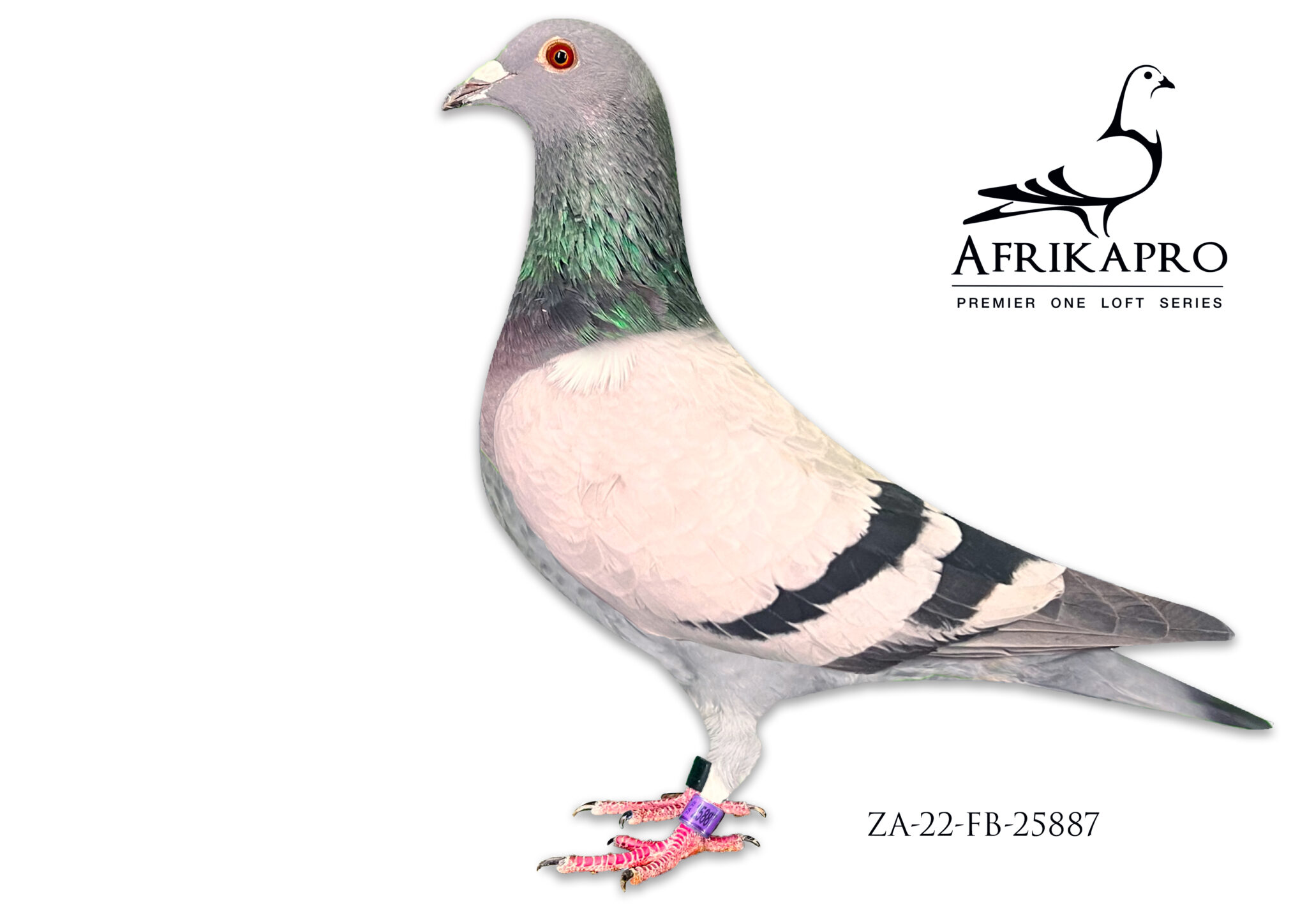 LOT 13 WINTER AUCTION -ZA 22 FB 25887 -BRED BY DERICK KNOETZE ...