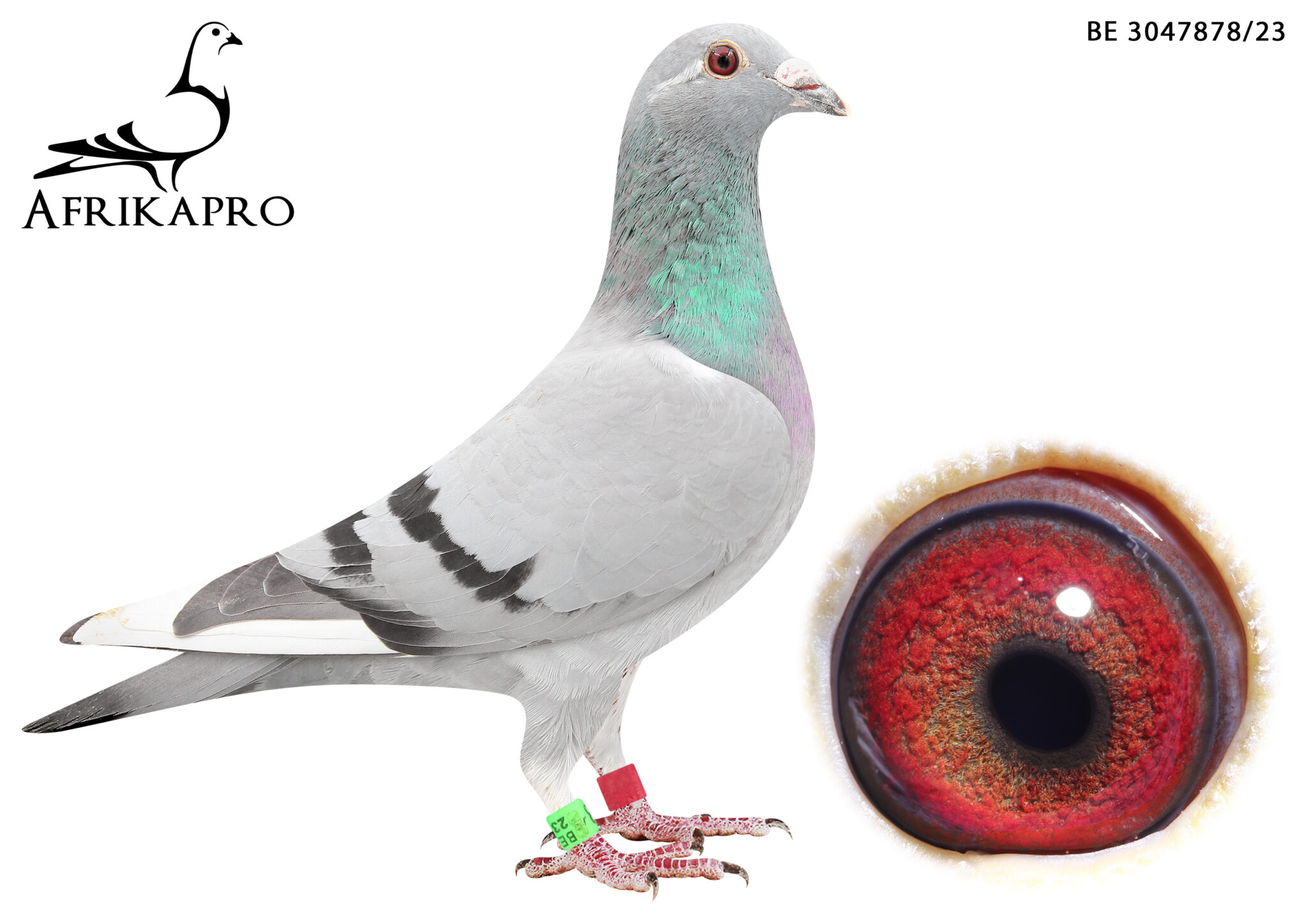 .LOT 1 INTERNATIONAL AUCTION – BE 23 3047878 -SIRE: BE 21 3063008 “SON ...