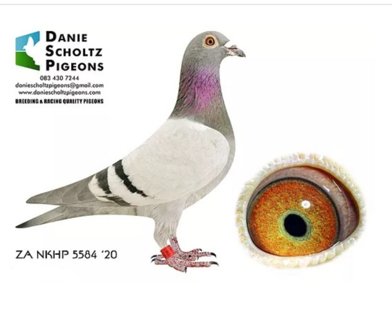 LOT 15 DANIE SCHOLTZ / JACO FAUL – ZA NKHP 5584 ’20 -Bred for Stock ...