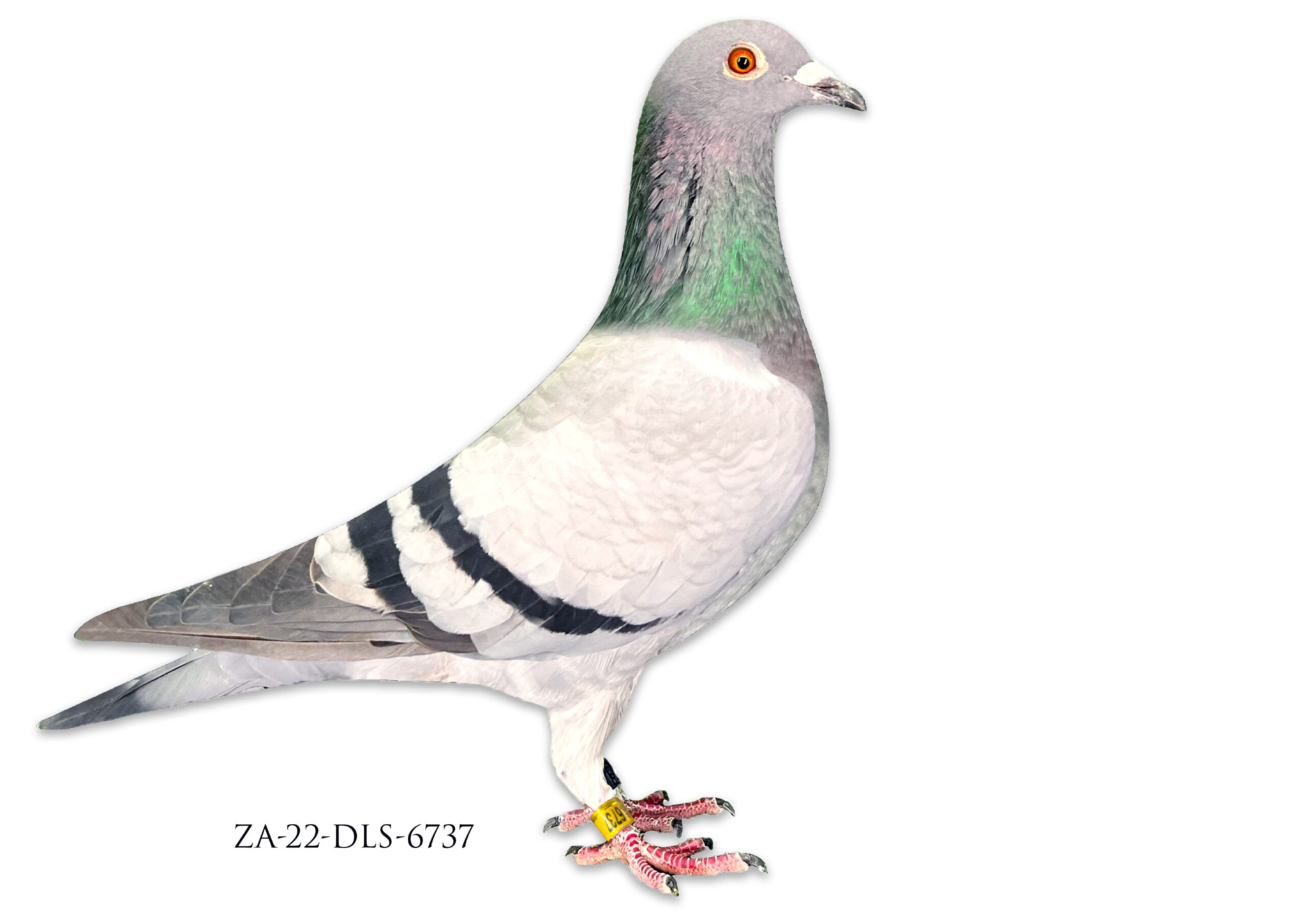 LOT 26 WACKY WEDNESDAY –ZA 22 DLS 6737 -SIRE:NKDLS-21-5915.VAN ENGELA ...