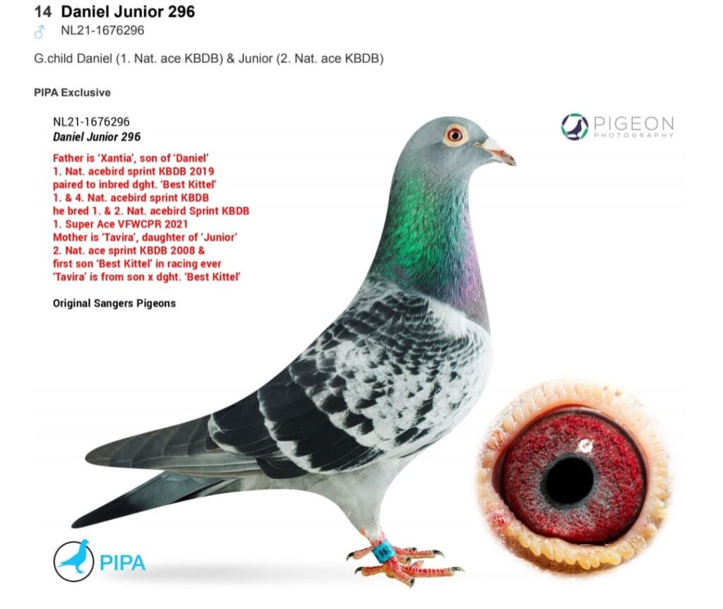 .LOT 1 – DANIEL JUNIOR 296 – NL 21 1676296 CHECK “DANIEL JUNIOR 296 ...