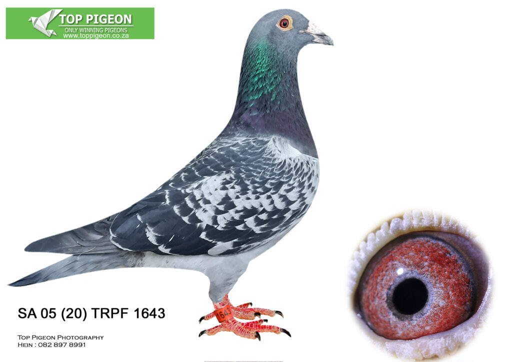 LOT 15 PIGEON PALACE SA 05 TRPF 1643 –RUNG WITH AN OLD RING BRED IN ...