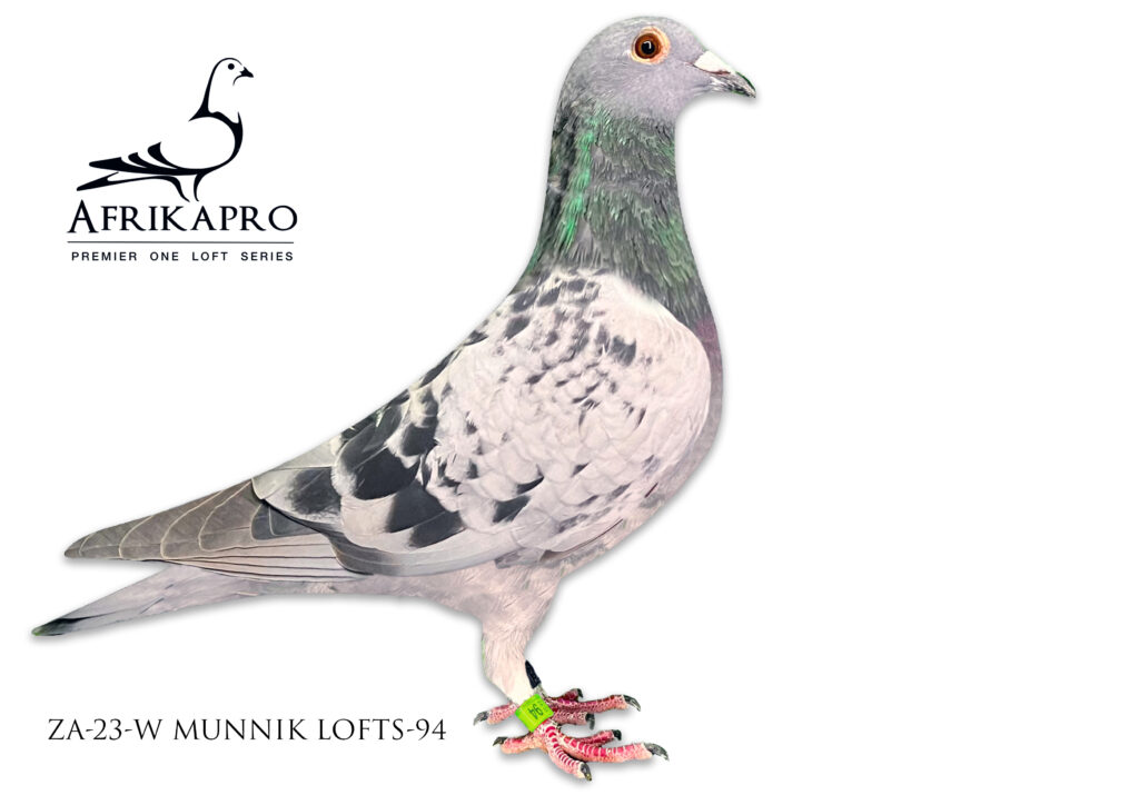 .LOT 5 WINTER AUCTION – ZA 22 WMUNNIK 94 ——–BRED BY WILLIE MUNNIK—–SIRE ...