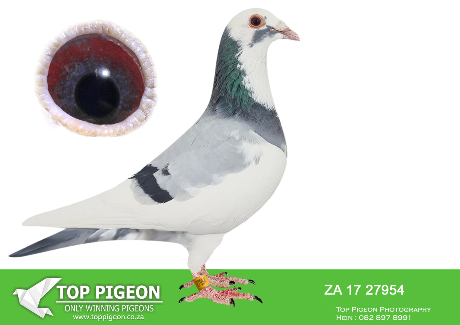 LOT 12 BOTHA LOFTS – ZA 17 27954 -SIRE:02835 ZA 16 Concorde`s Brother ...