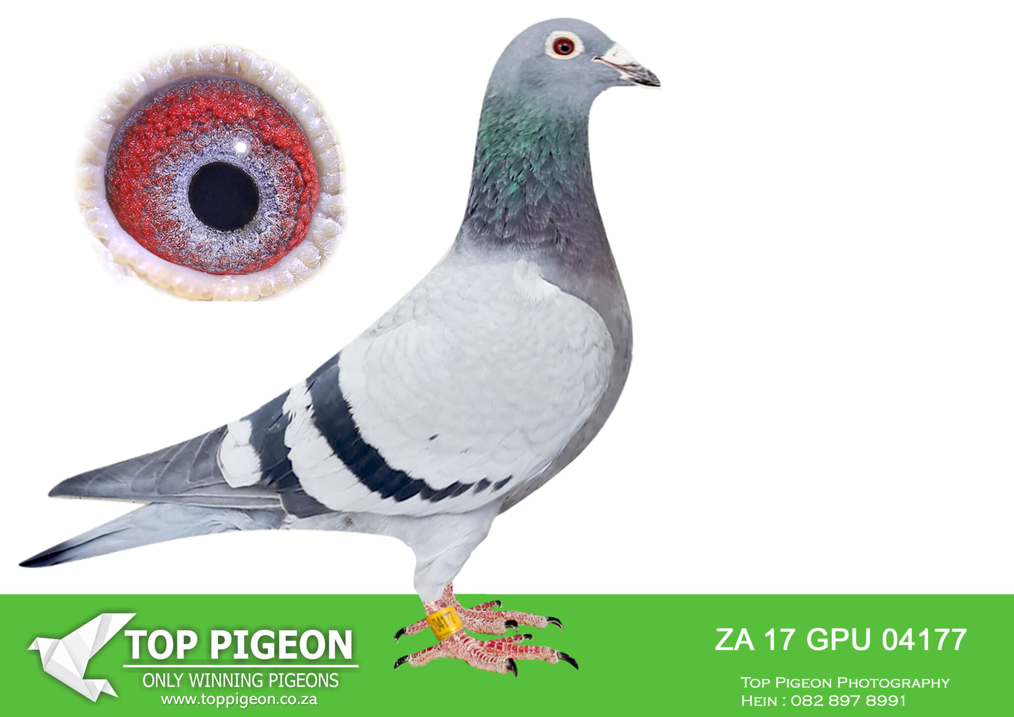 .LOT 2 BILLY KITCHENBRAND – ZA 17 GPU 04177 BBAR –CLICK HEN TO LOT 1 —– Father – 6245807 BE 14 ...