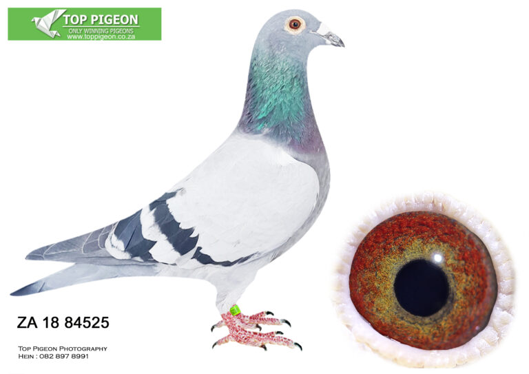 LOT 17 PIGEON PALACE ZA 18 84525 -BRED BY PIGEON PALACE – LAST DAUGHTER OF SUPERBREEDER ...