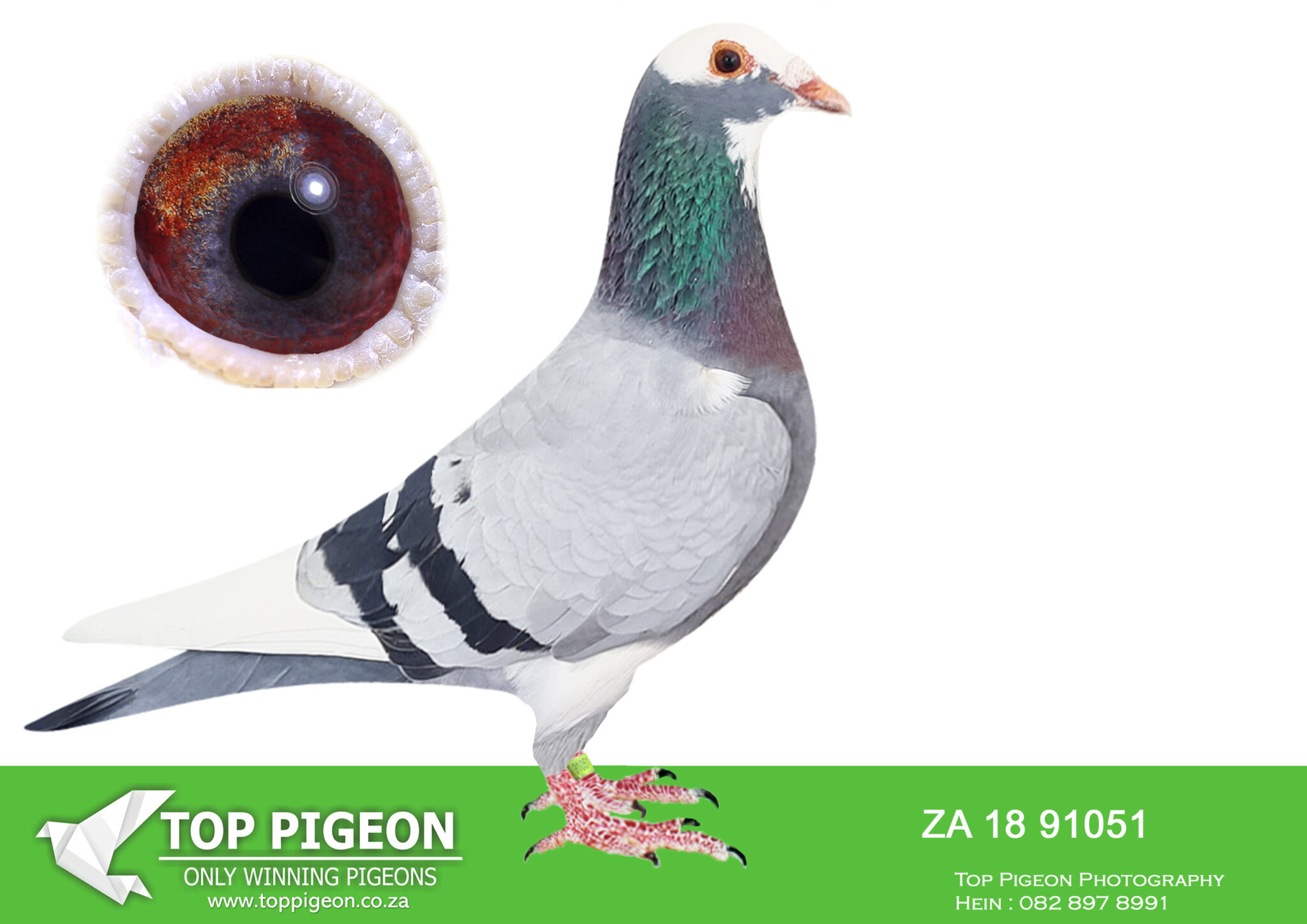 .LOT 2 BOTHA LOFTS – ZA 18 91051 -SIRE:02835 ZA 16 Concorde`s Brother ...