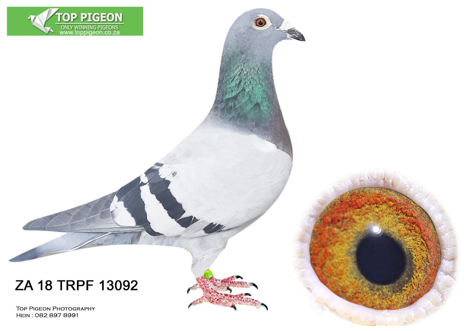 .LOT 6 PIGEON PALACE ZA 18 TRPF 13092 “FED WINNER GRPF——BRED FROM A ...