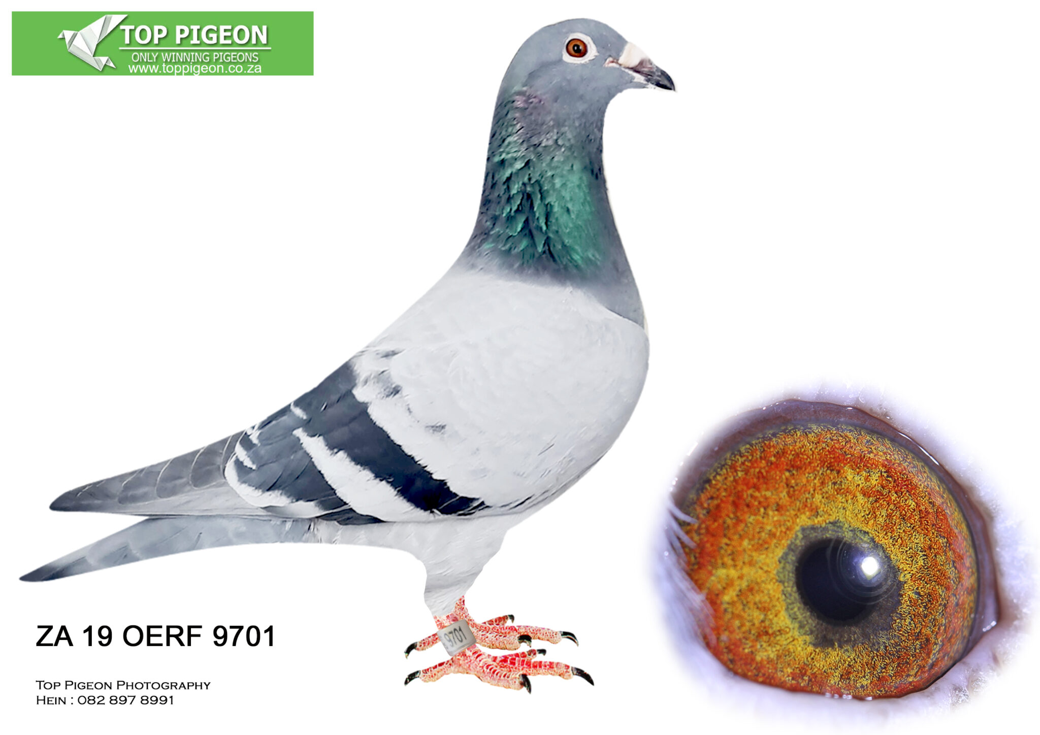 .LOT 1 GJT LOFTS – ZA 19 OERF 9701 -SAME BRED AS 4 X WINNER FOR STEFAN BRILL.—————Sire : 23424 ...