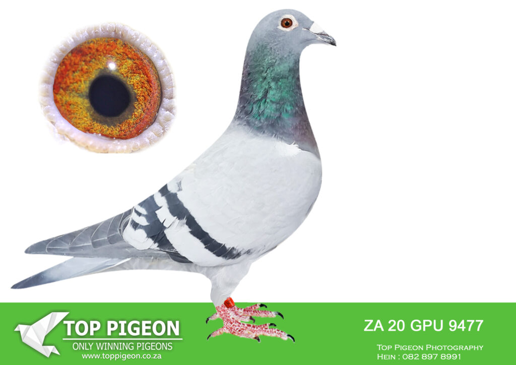 .LOT 1 ROCKET AUCTION -ZA 23 GPU 2965 BBAR – SIRE:10025 ZA 19 GPU.Alias “BROTHER LONG DISTANCE ...