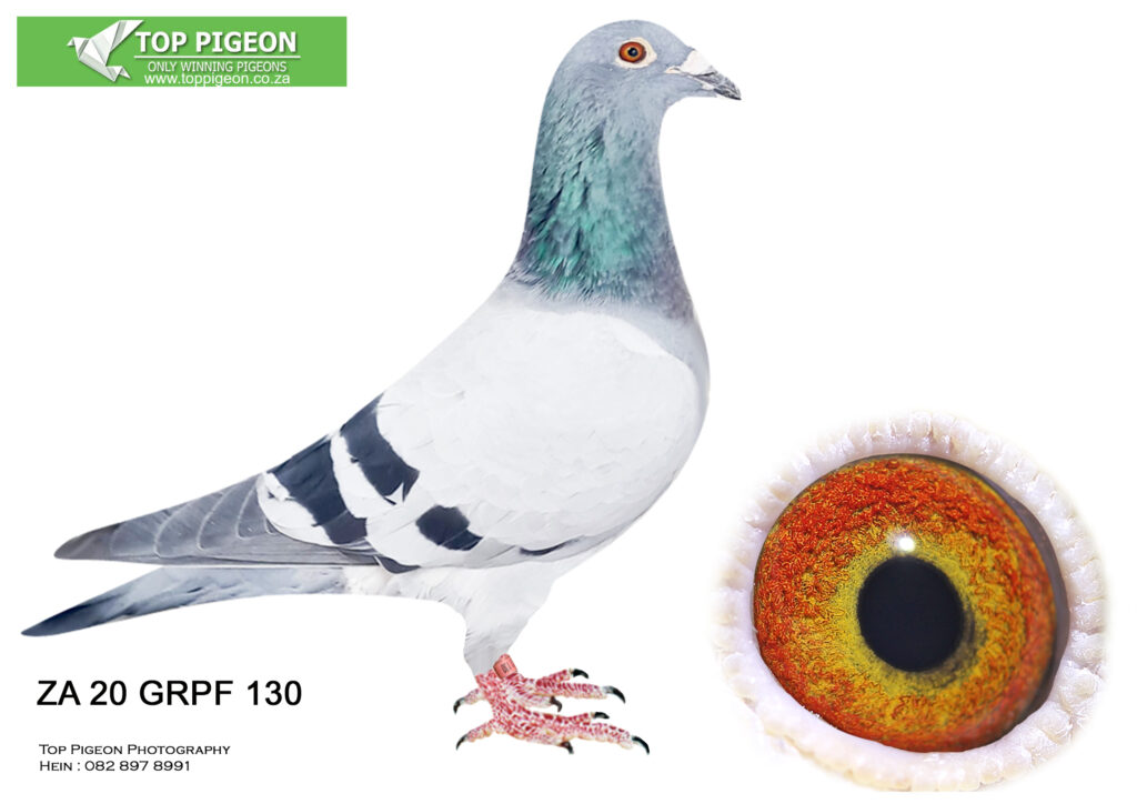 LOT 18 PIGEON PALACE ZA 20 GRPF 130 -SIRE:ZA 13 TRPF 13354 “54 ...