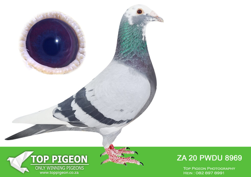 LOT 30 BOTHA LOFTS – ZA 20 PWDU 8969 – SIRE:02835 ZA 16 Concorde`s ...