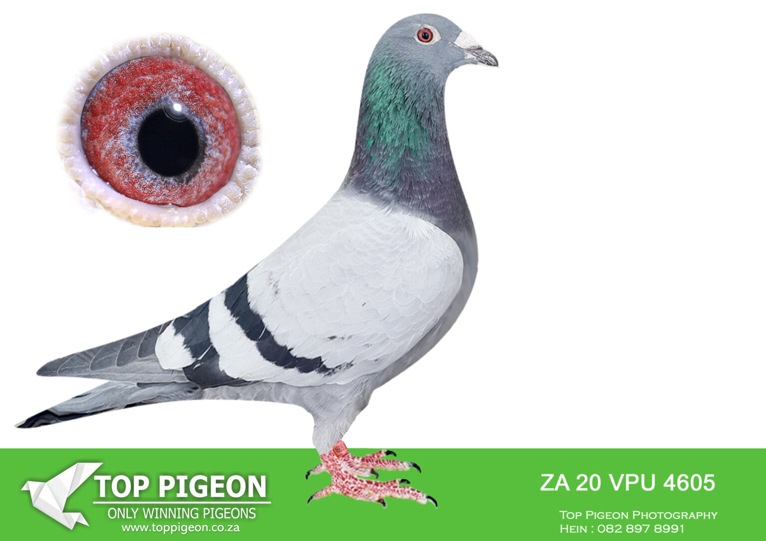 .LOT 6 GJT LOFTS – ZA 20 VPU 4605 -Direct child to one of our best racers. What a racing machine ...