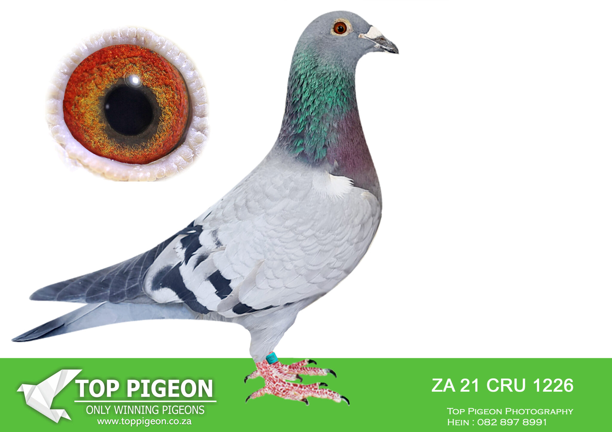.LOT 5 R500 BARGAIN BOX JANUARY – ZA 21 CRU 1226 -SIRE: 10526 ZA 16. DEAN JOOSTE .BRED 7 X TOP ...